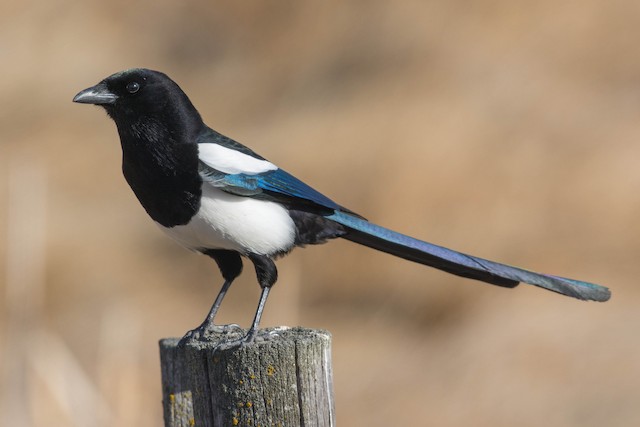 Black Billed Magpie In Alaska