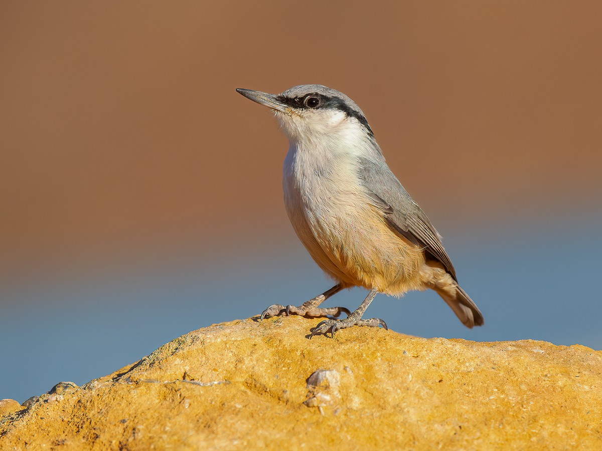 Western Rock Nuthatch - Sitta neumayer - Birds of the World