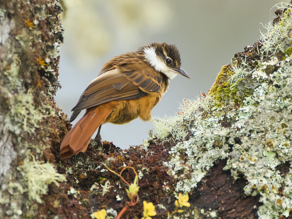 Streaked Tuftedcheek - Pseudocolaptes boissonneautii - Birds of the World