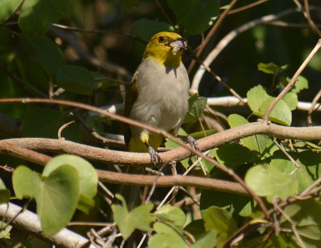 Photos - Yellow-throated Bulbul - Pycnonotus xantholaemus - Birds of ...