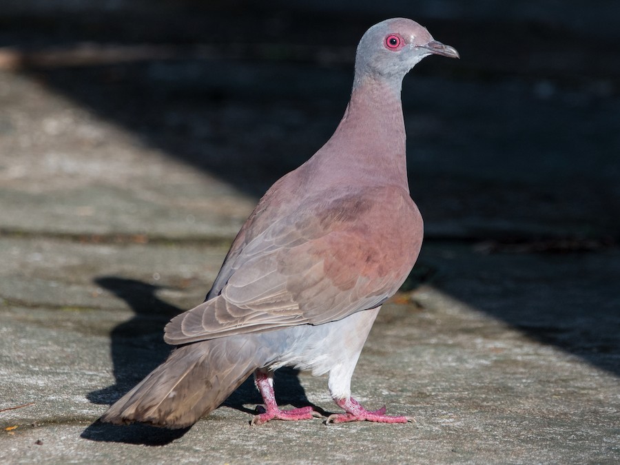 Pale-vented Pigeon - eBird