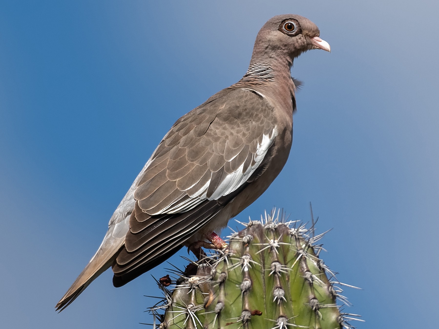 Paloma Aliblanca - eBird