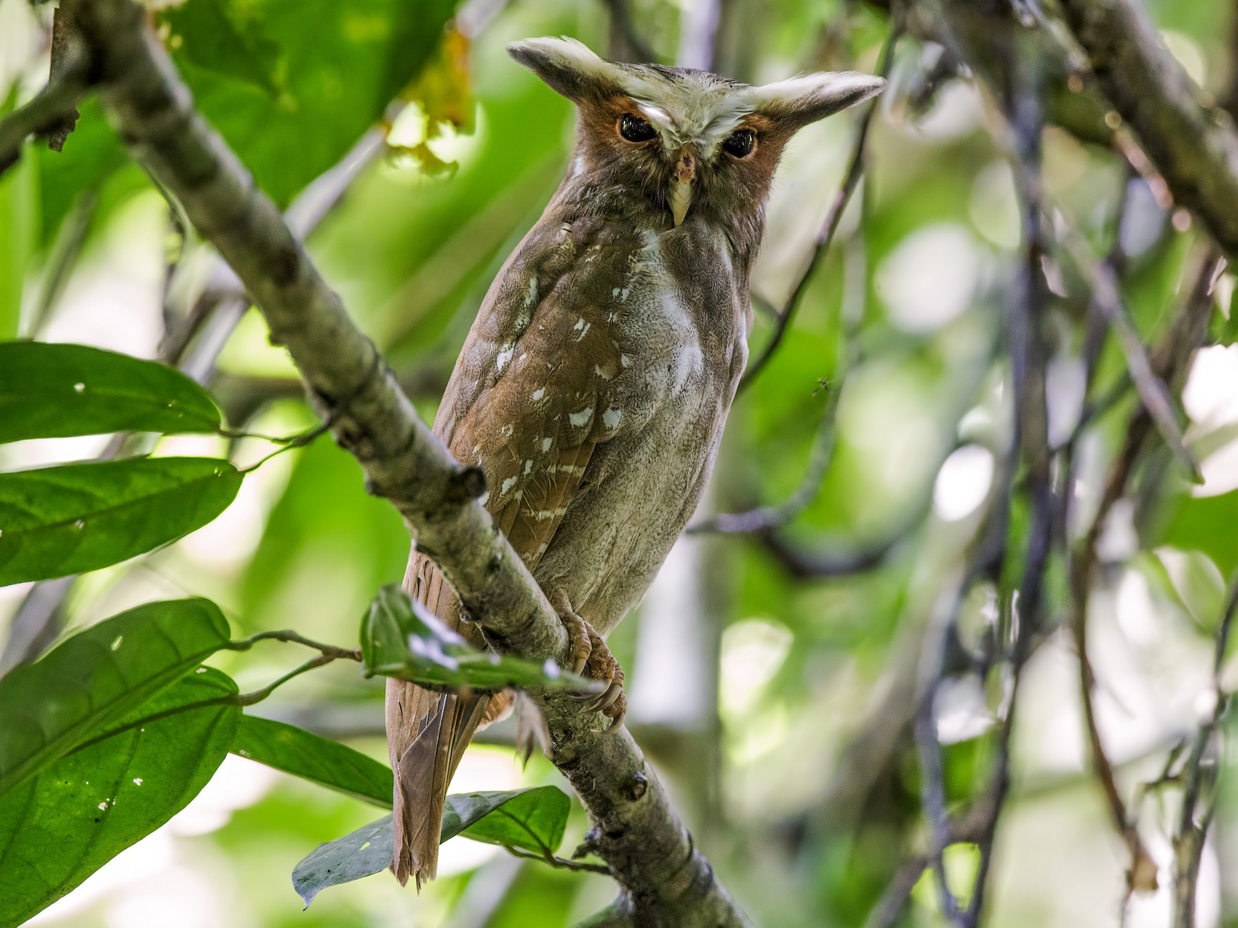 Crested Owl - eBird