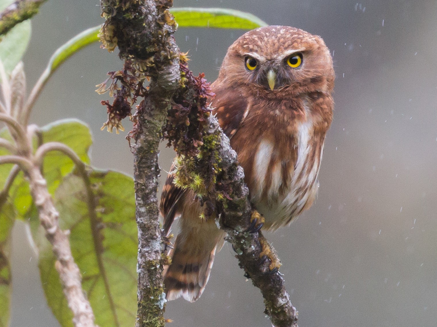 Mochuelo Andino - eBird