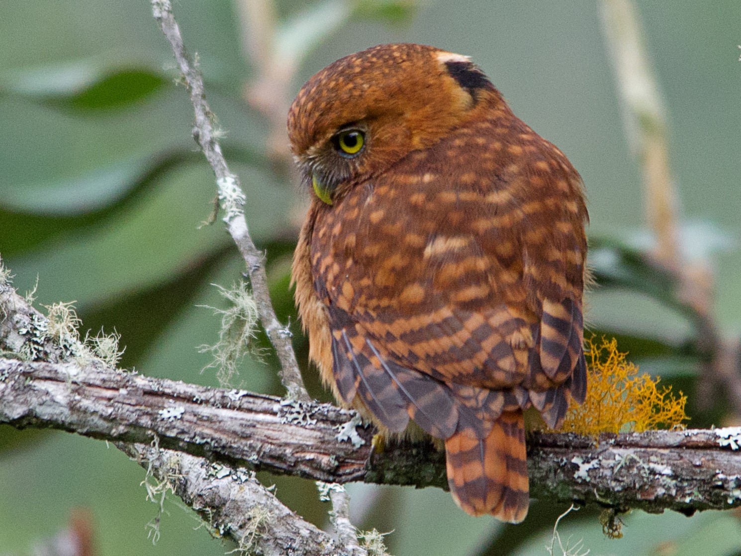 Mochuelo andino - eBird