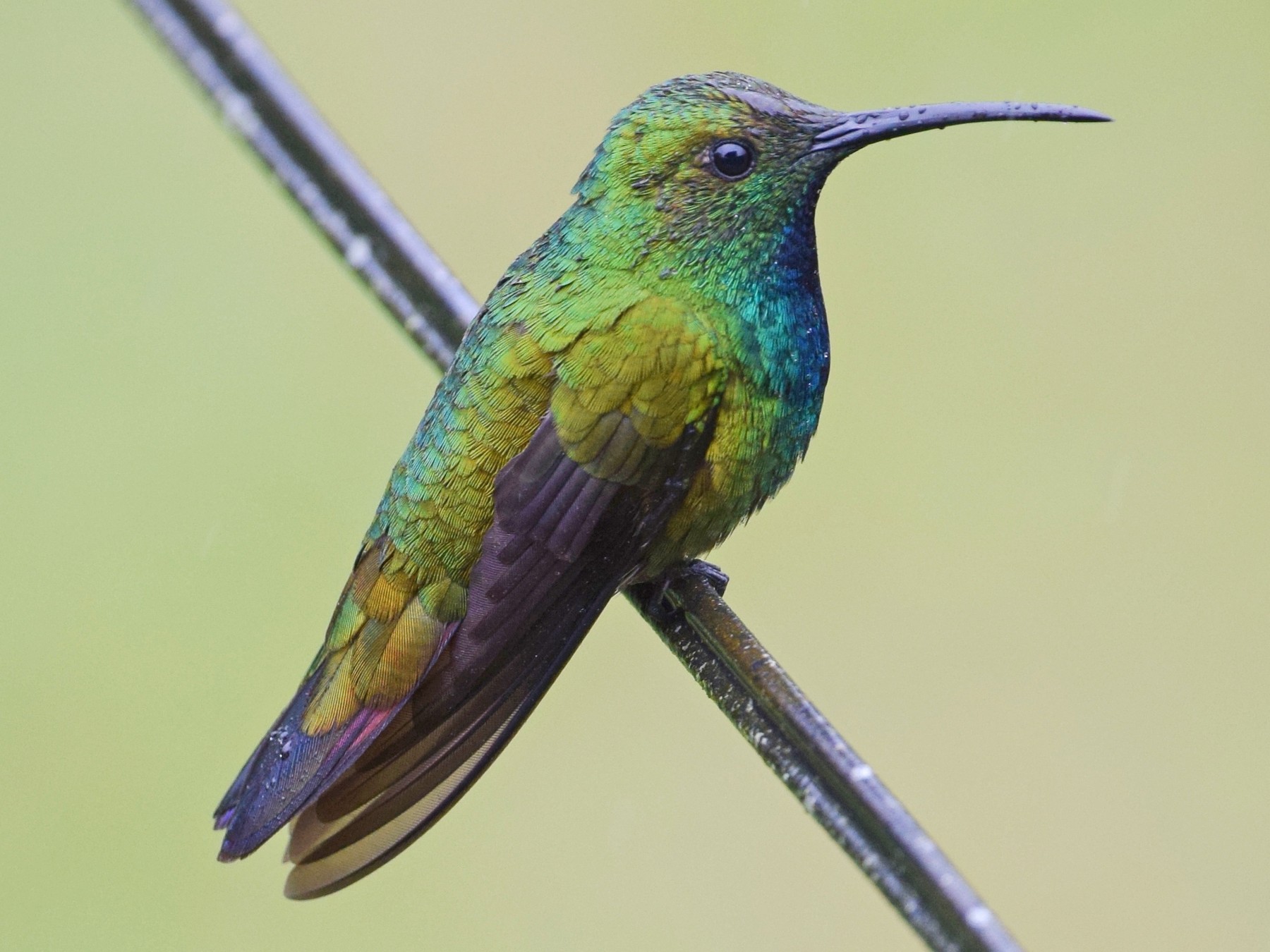 Green Mango Hummingbird