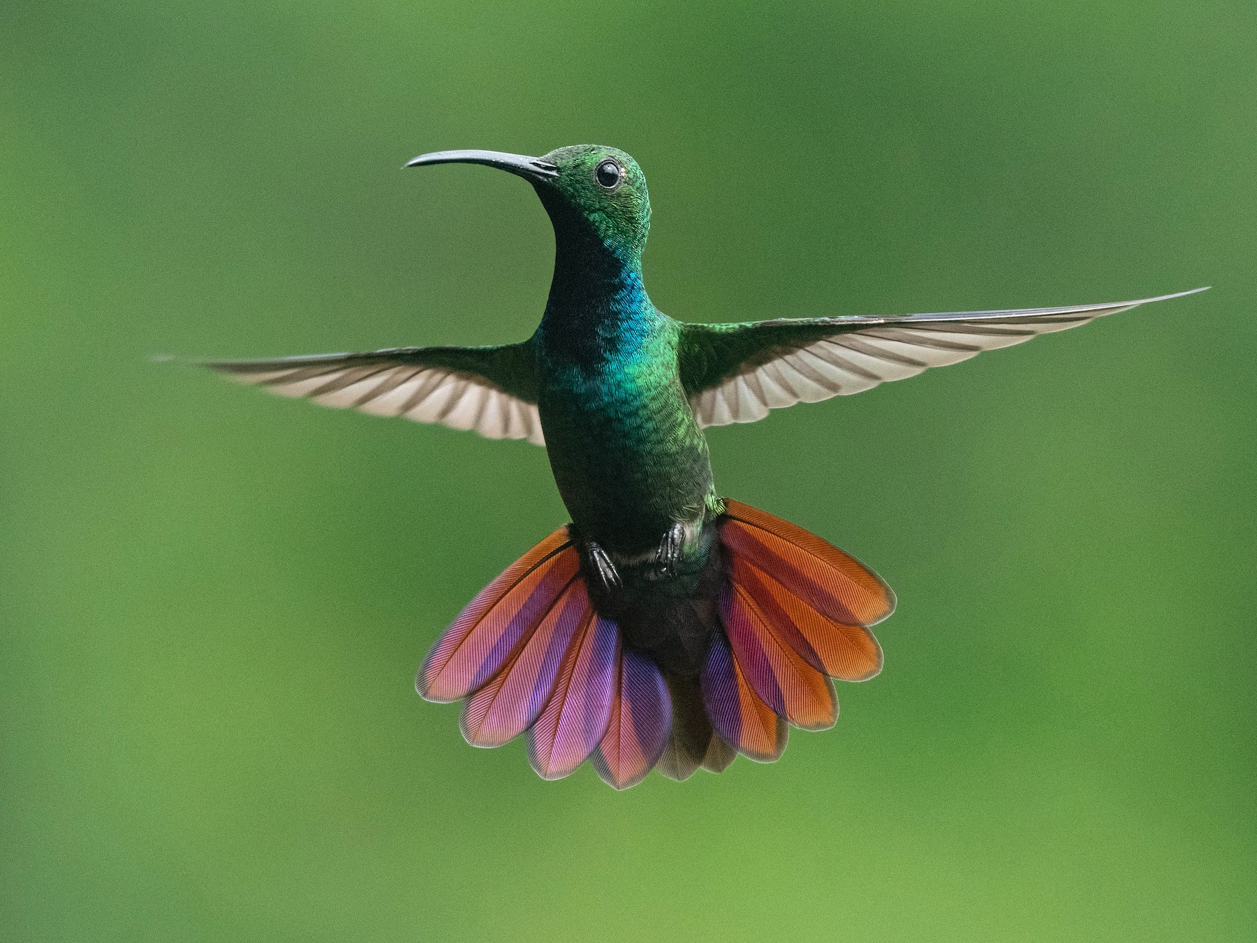 Green-breasted Mango - eBird