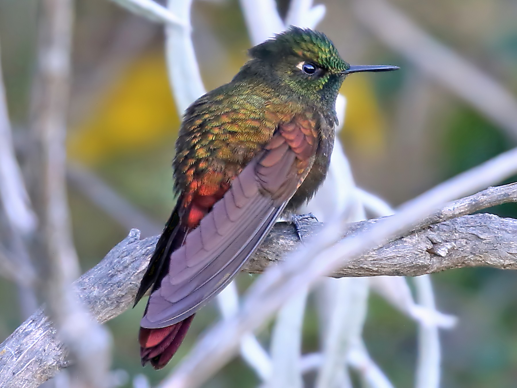 Perija Metaltail - eBird