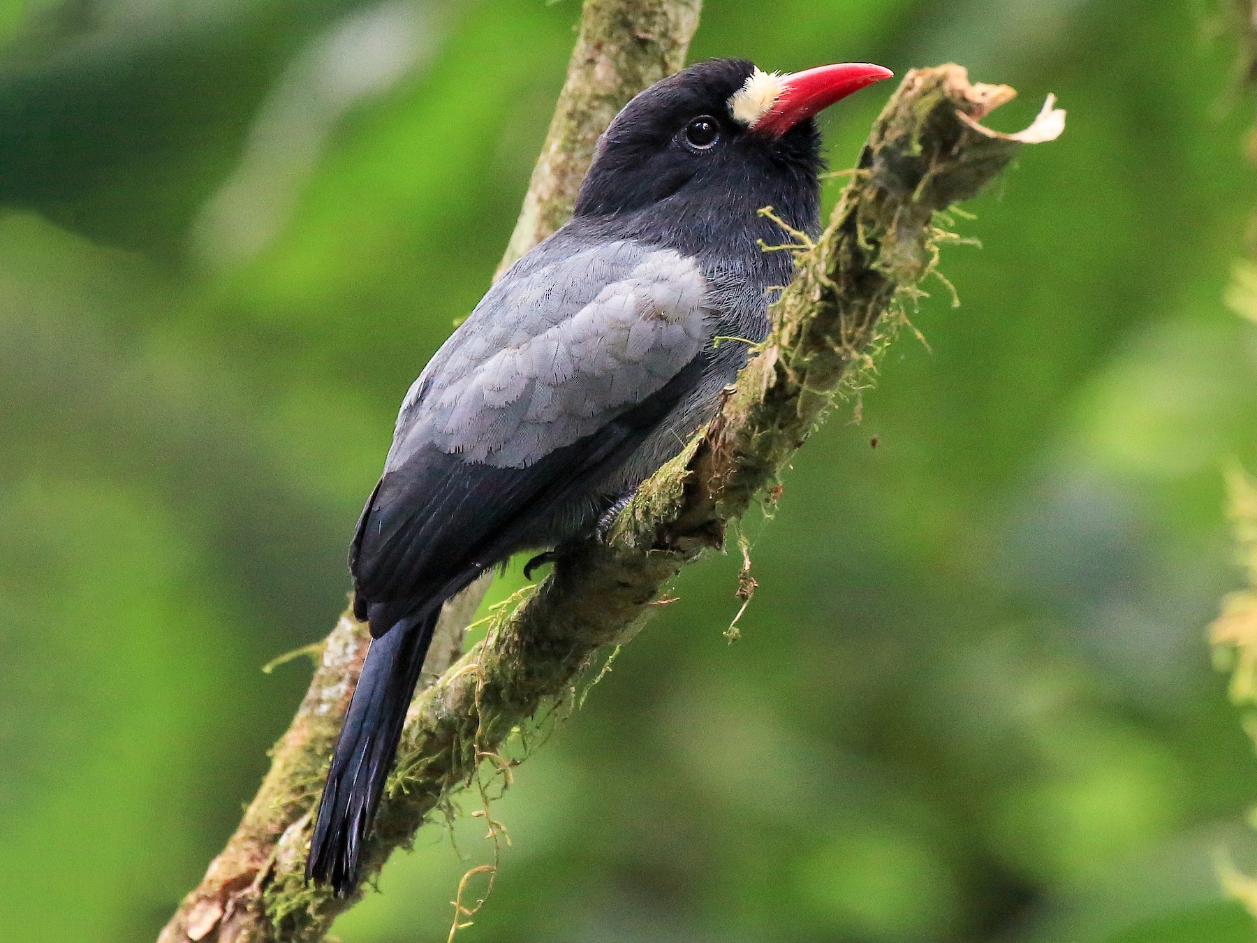 White-fronted Nunbird - eBird