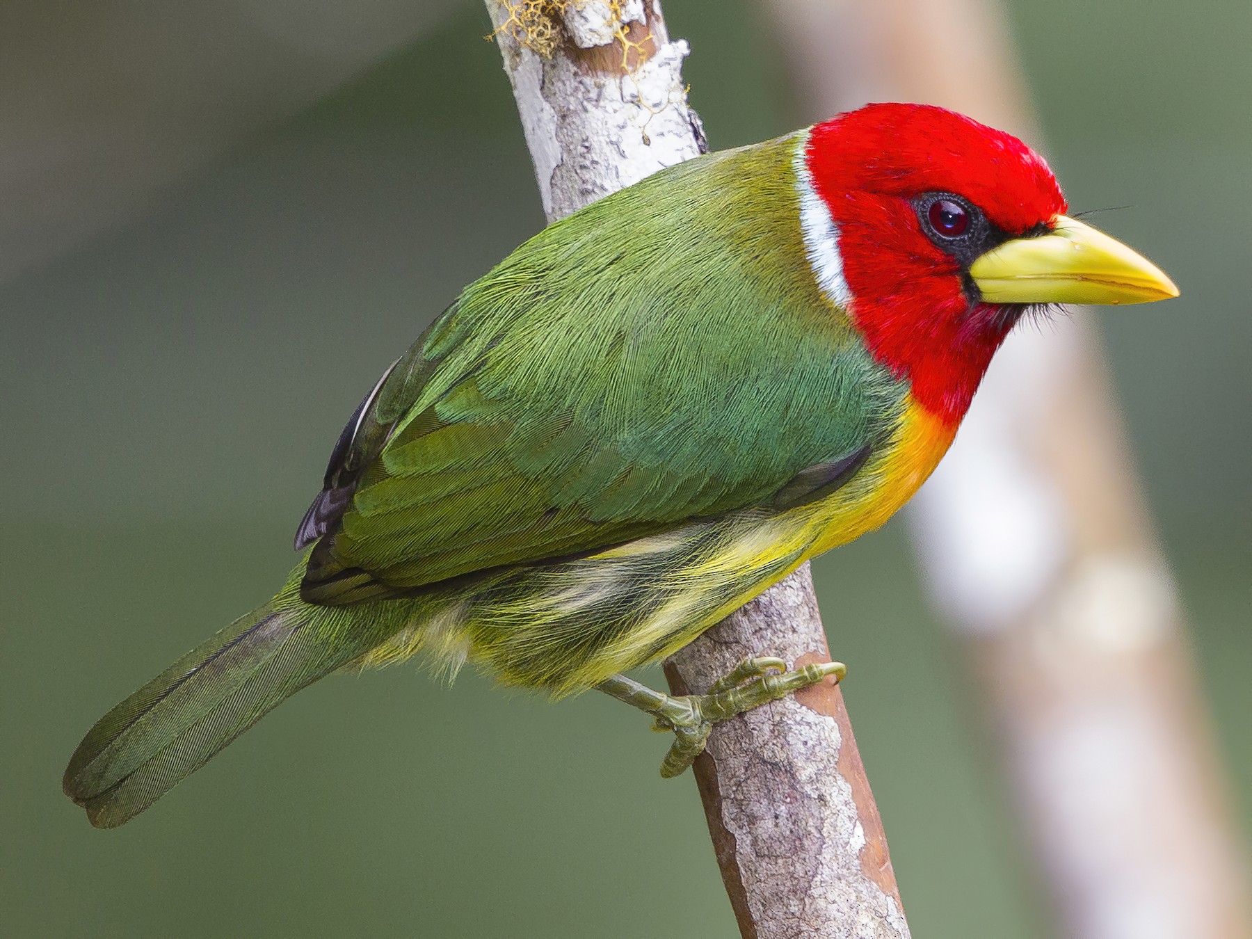 Red-headed Barbet - eBird