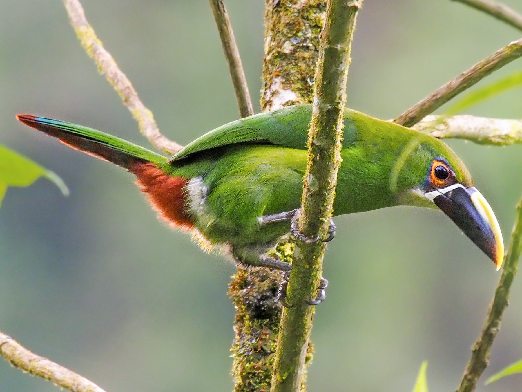 Southern Emerald-Toucanet - eBird