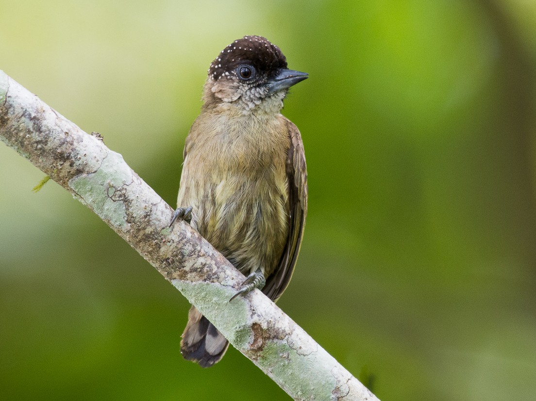 Olivaceous Piculet - eBird