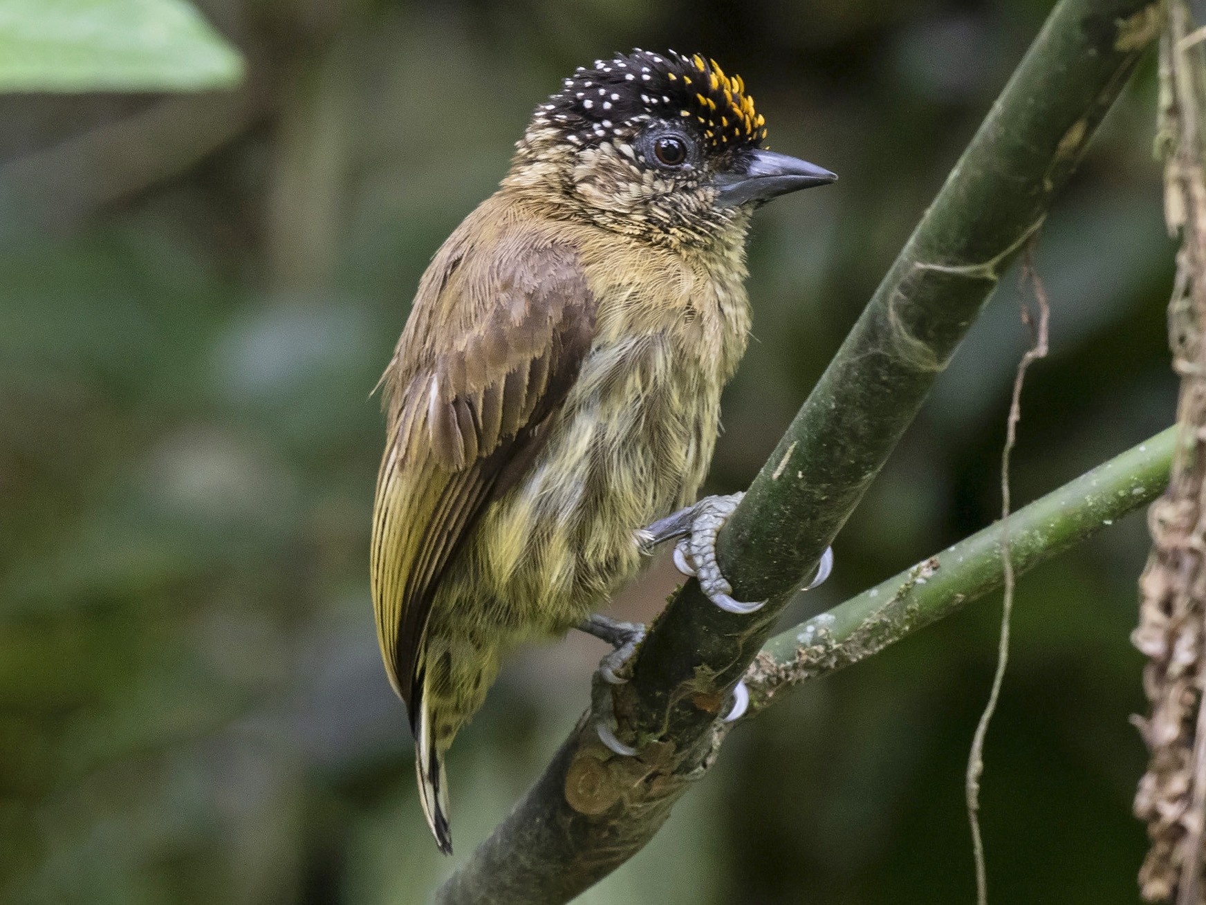 Olivaceous Piculet - eBird