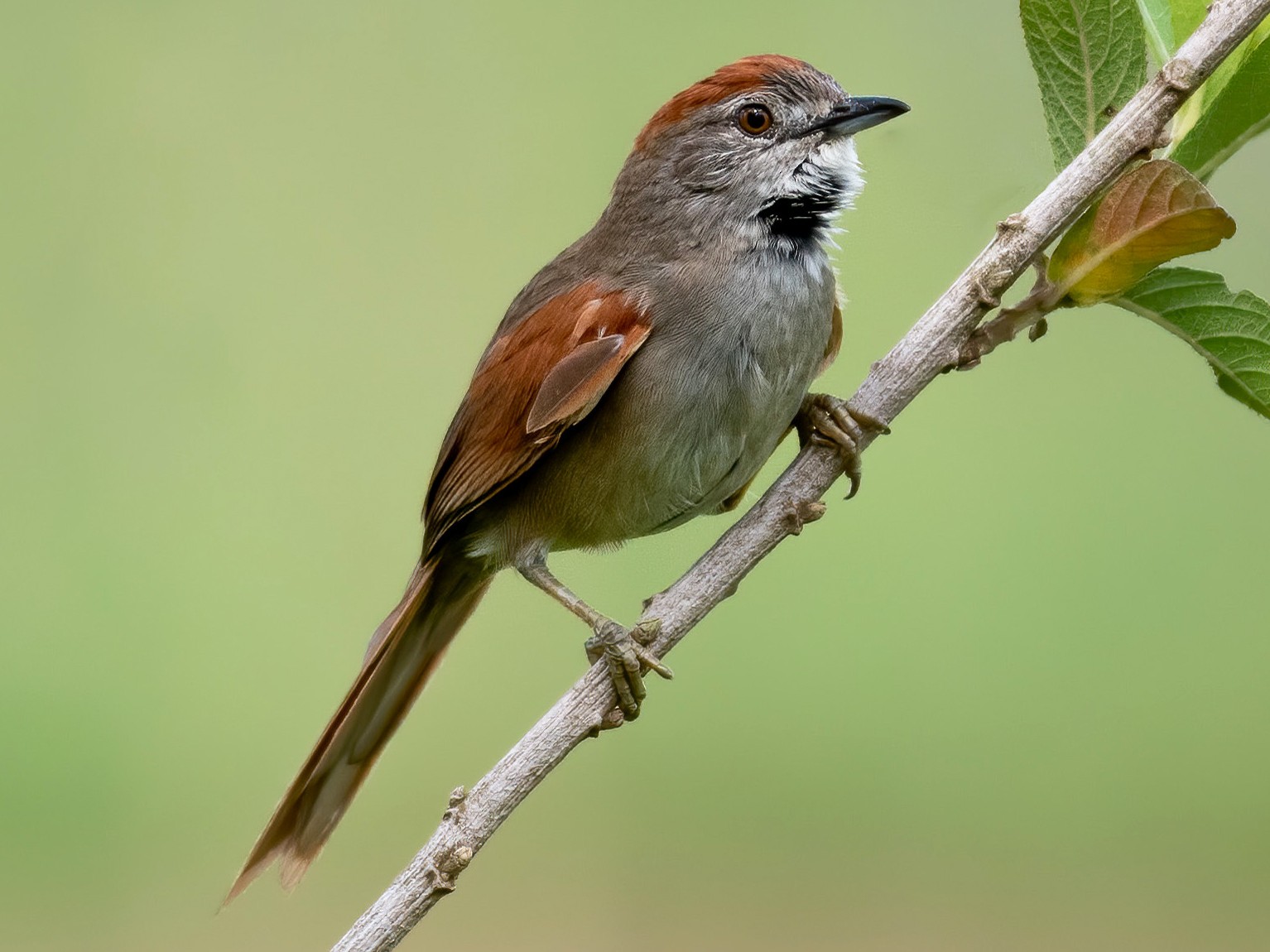 Pijuí Pechiblanco - eBird
