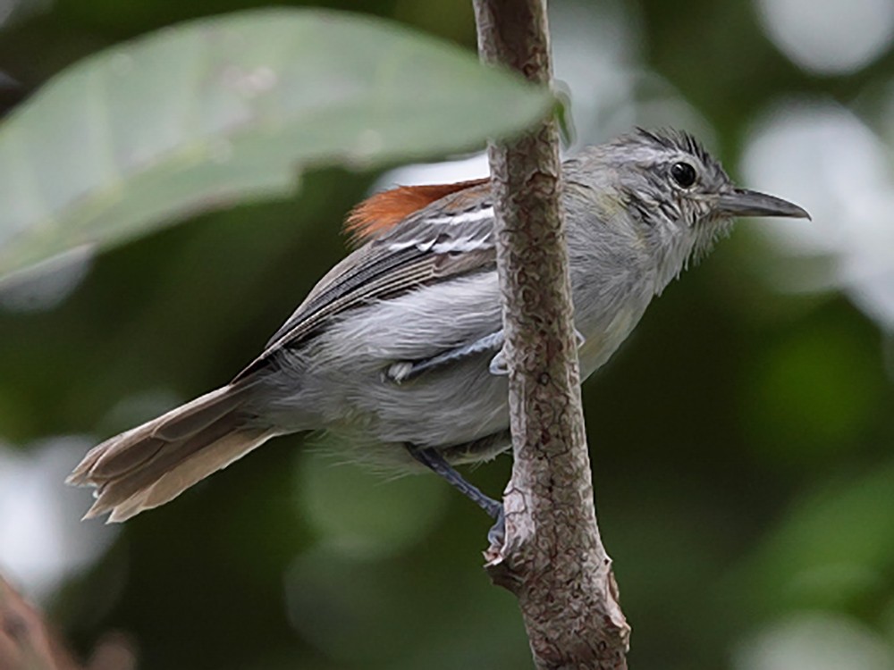 Ash-winged Antwren - eBird