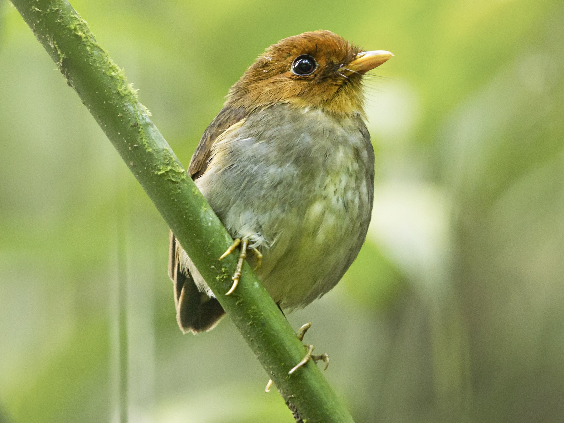 Ponchito Encapuchado - eBird