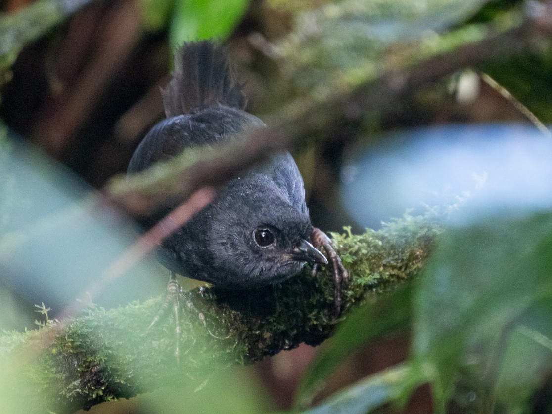 Choco Tapaculo - eBird