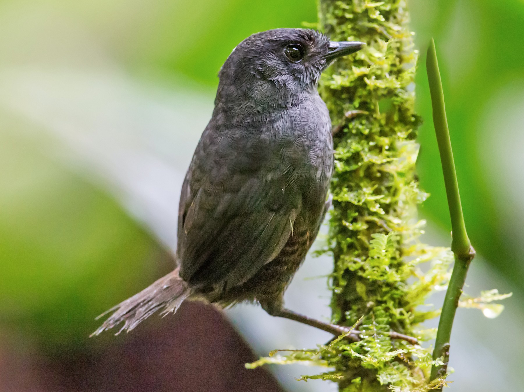 Choco Tapaculo - eBird