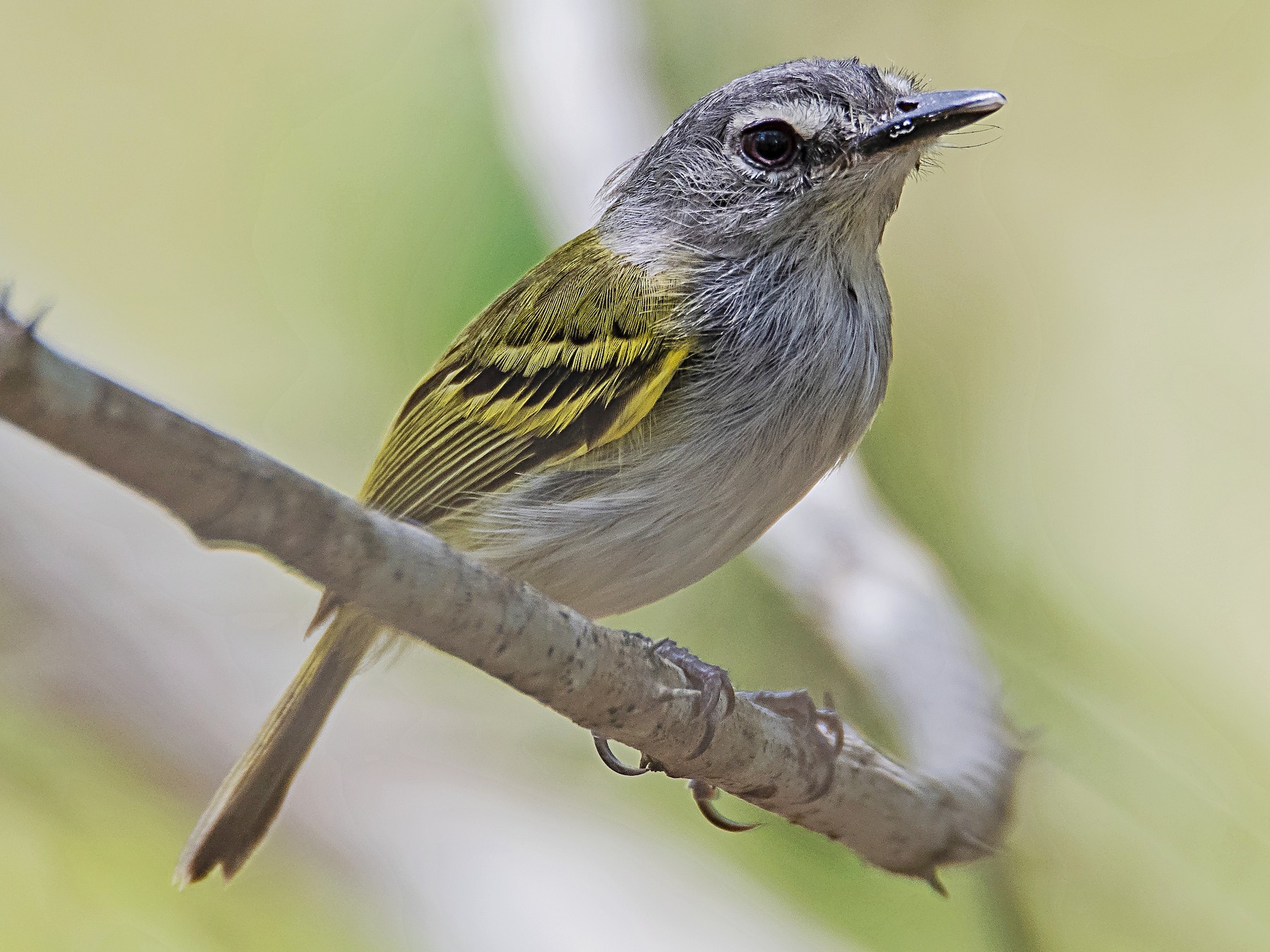 Slate-headed Tody-Flycatcher - eBird