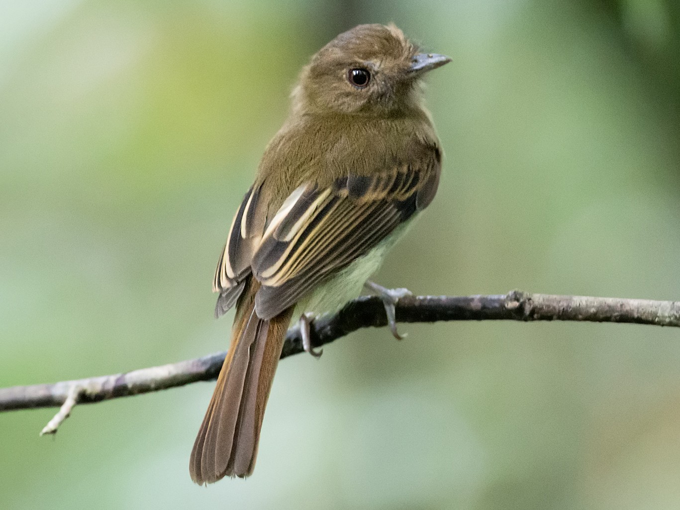 Mosquero Pardo - eBird