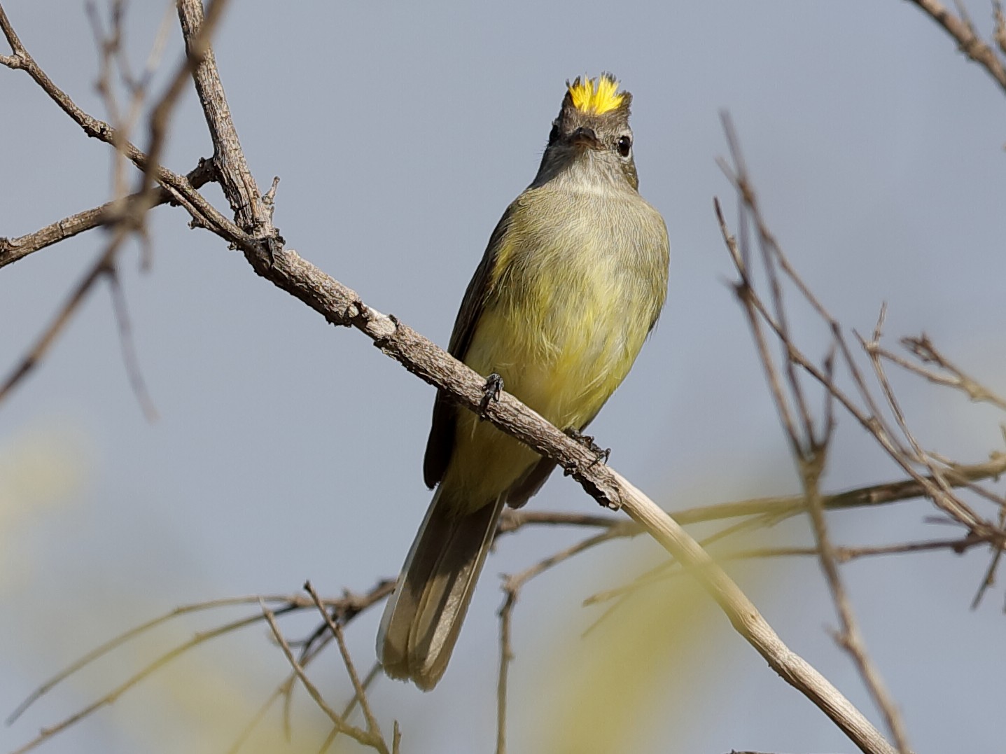 Fiofío verdoso - eBird