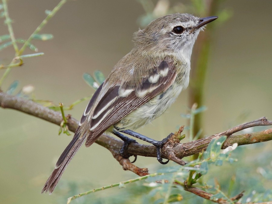 Slender-billed Tyrannulet - eBird