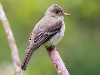Northern Tropical Pewee - eBird