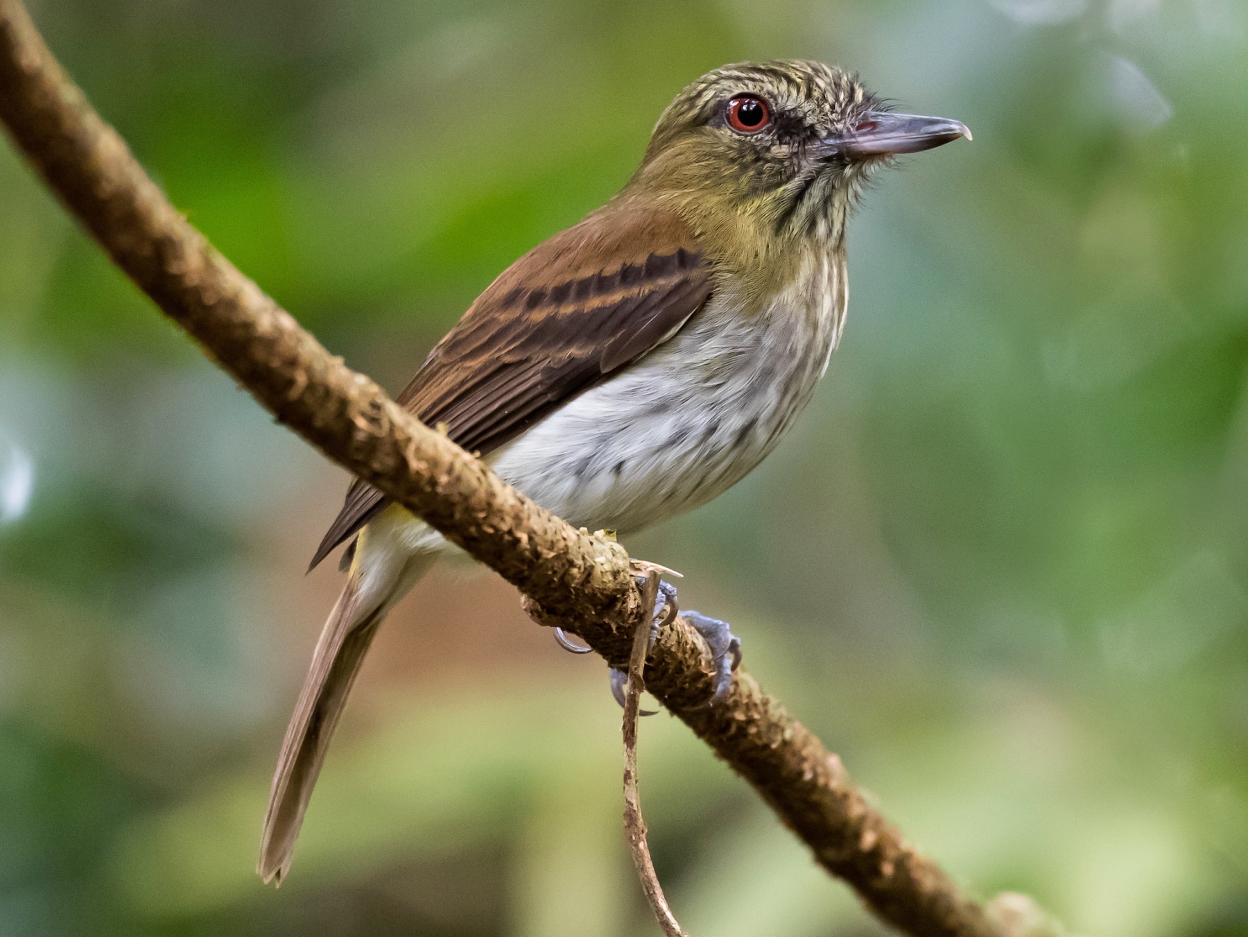 Bright-rumped Attila - eBird