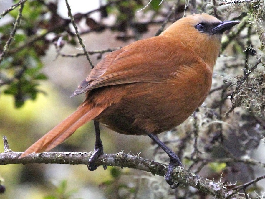 Rufous Wren - eBird