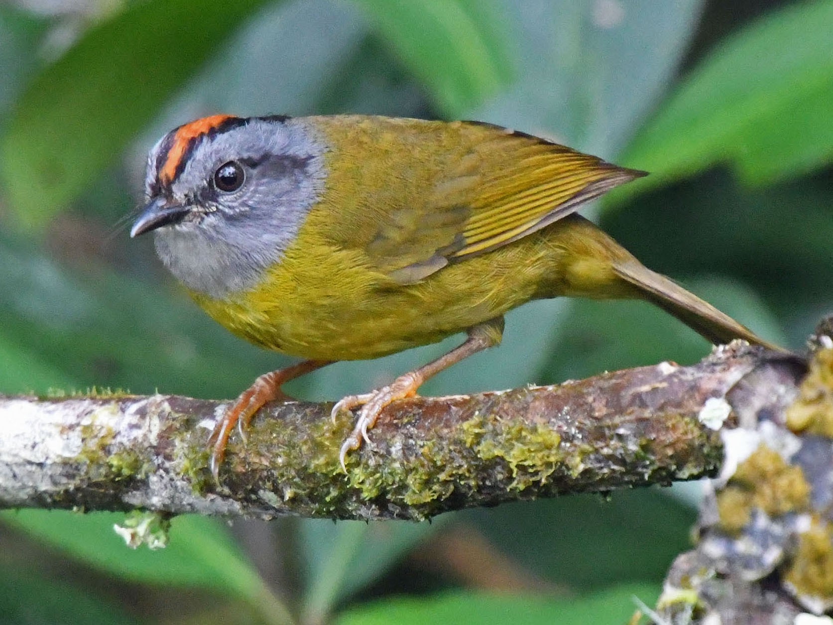Russet-crowned Warbler - eBird