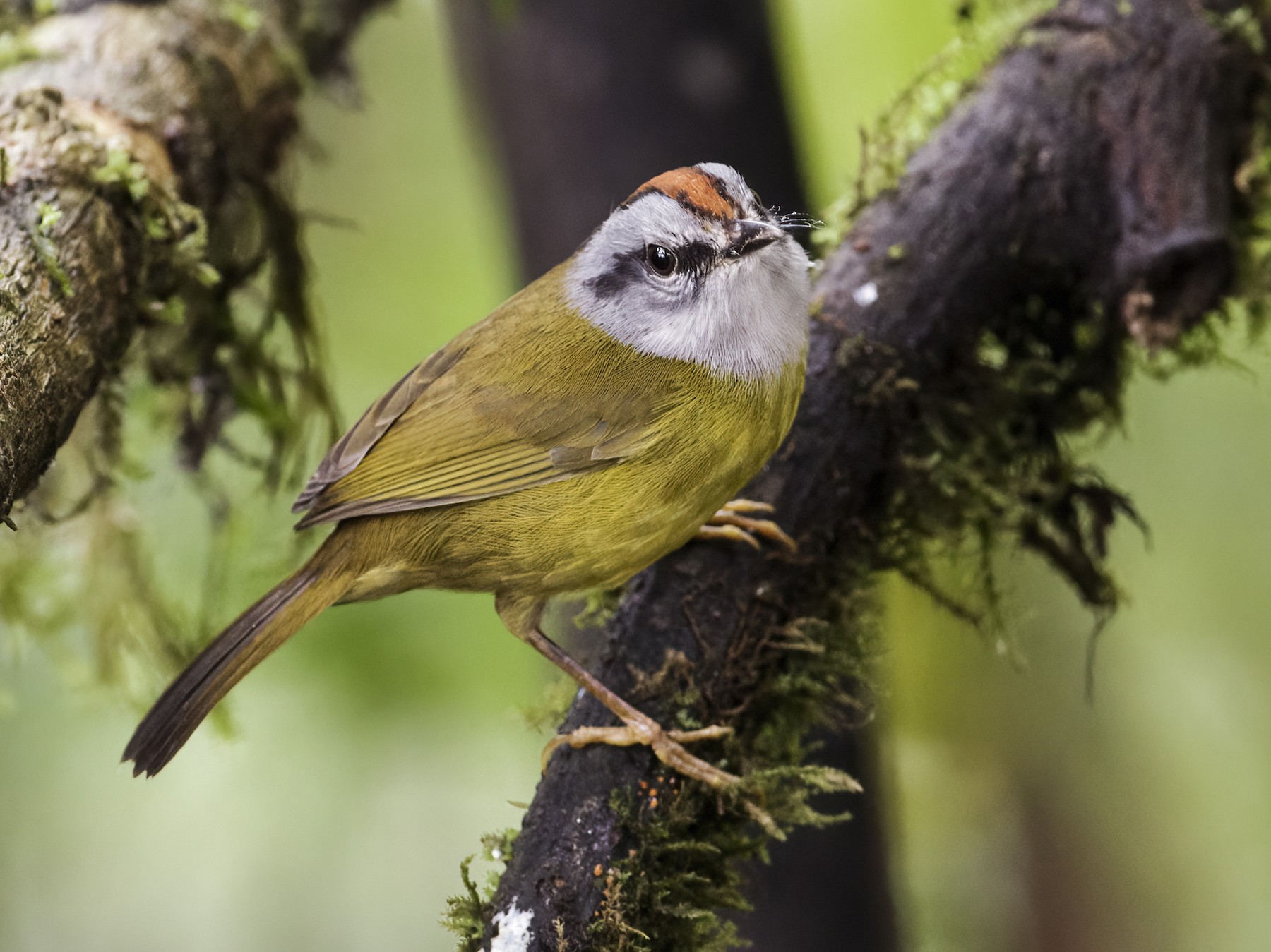 Russet-crowned Warbler - eBird