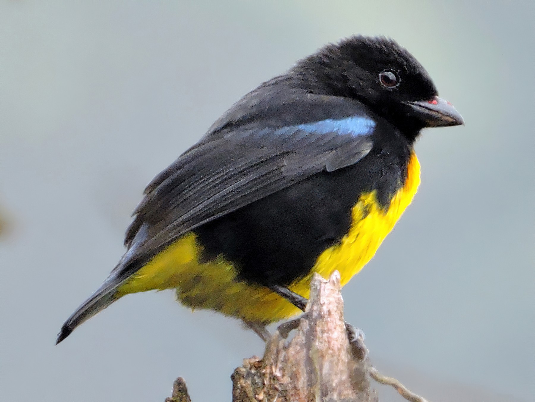 Black-and-gold Tanager - eBird