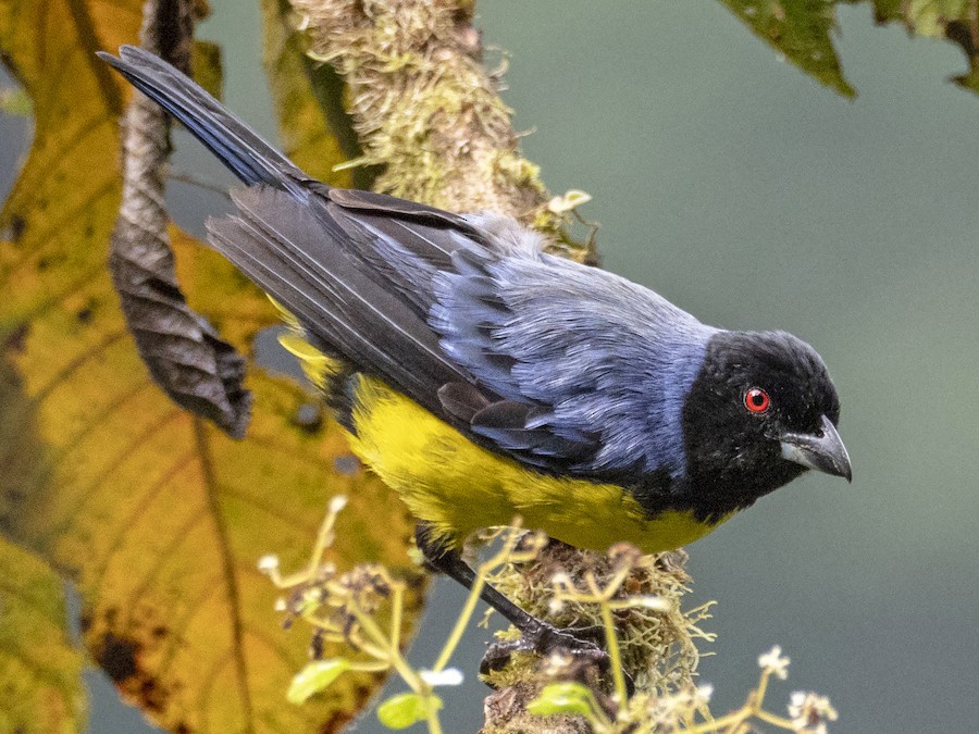 Hooded Mountain Tanager - eBird