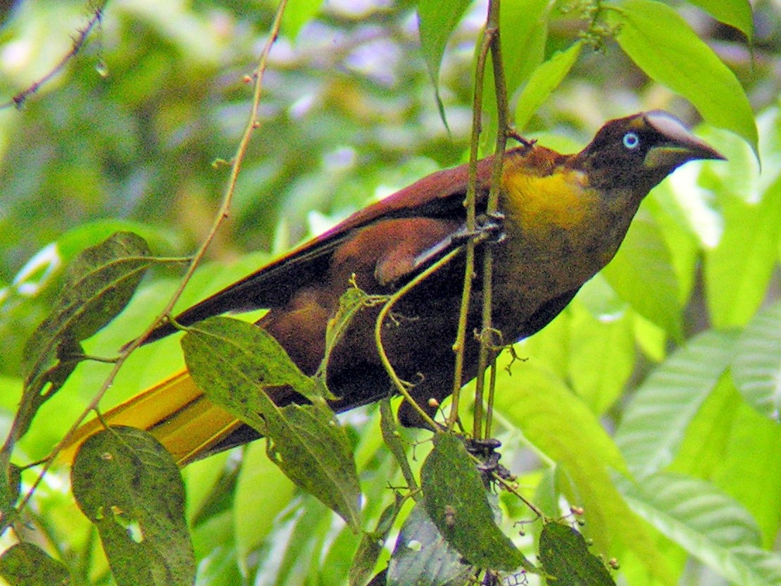 Casqued Cacique - eBird