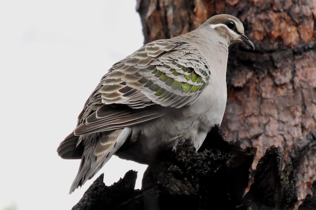 eBird Checklist - 7 Aug 2016 - Victoria Dam--Access road, track and ...