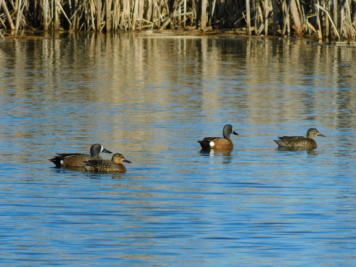 eBird Checklist - 29 Mar 2021 - Songbird Slough Forest Preserve - 9 species