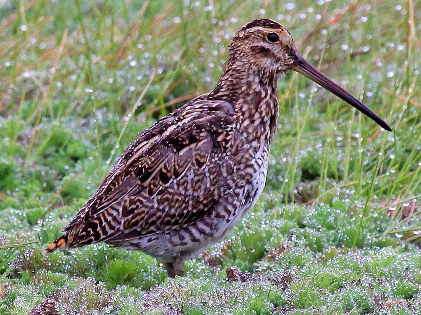 Noble Snipe - eBird