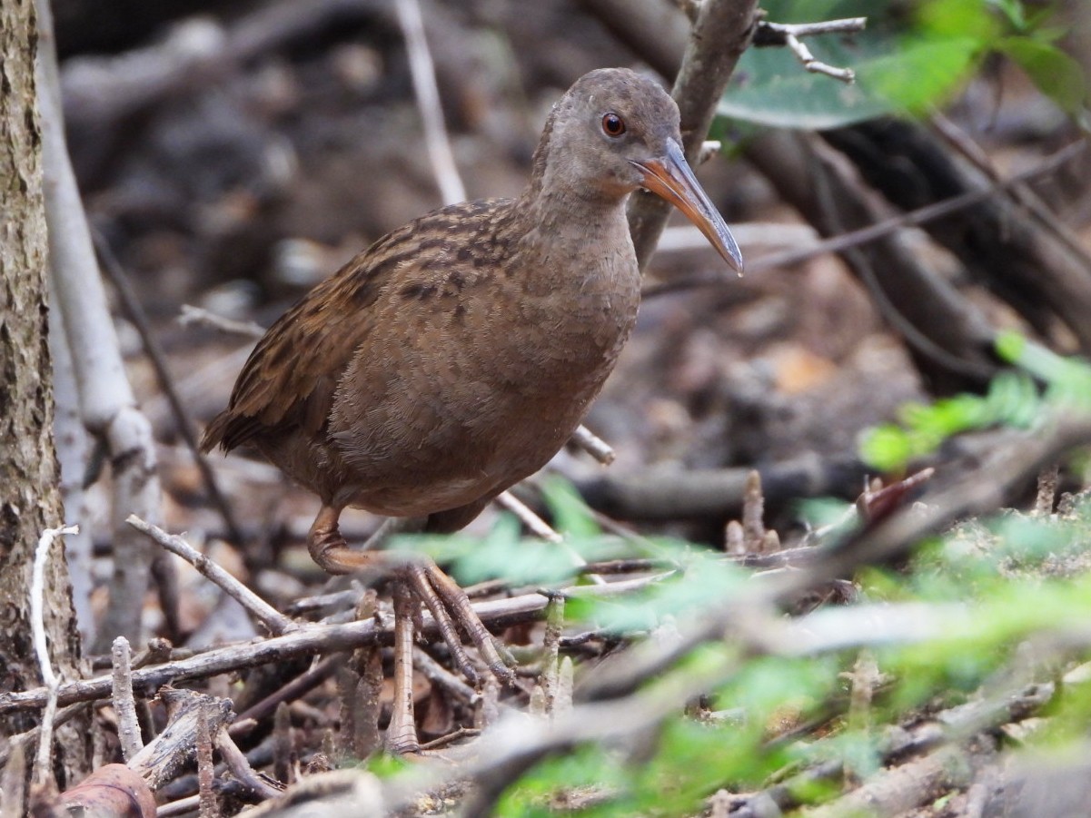 Plain-flanked Rail - eBird