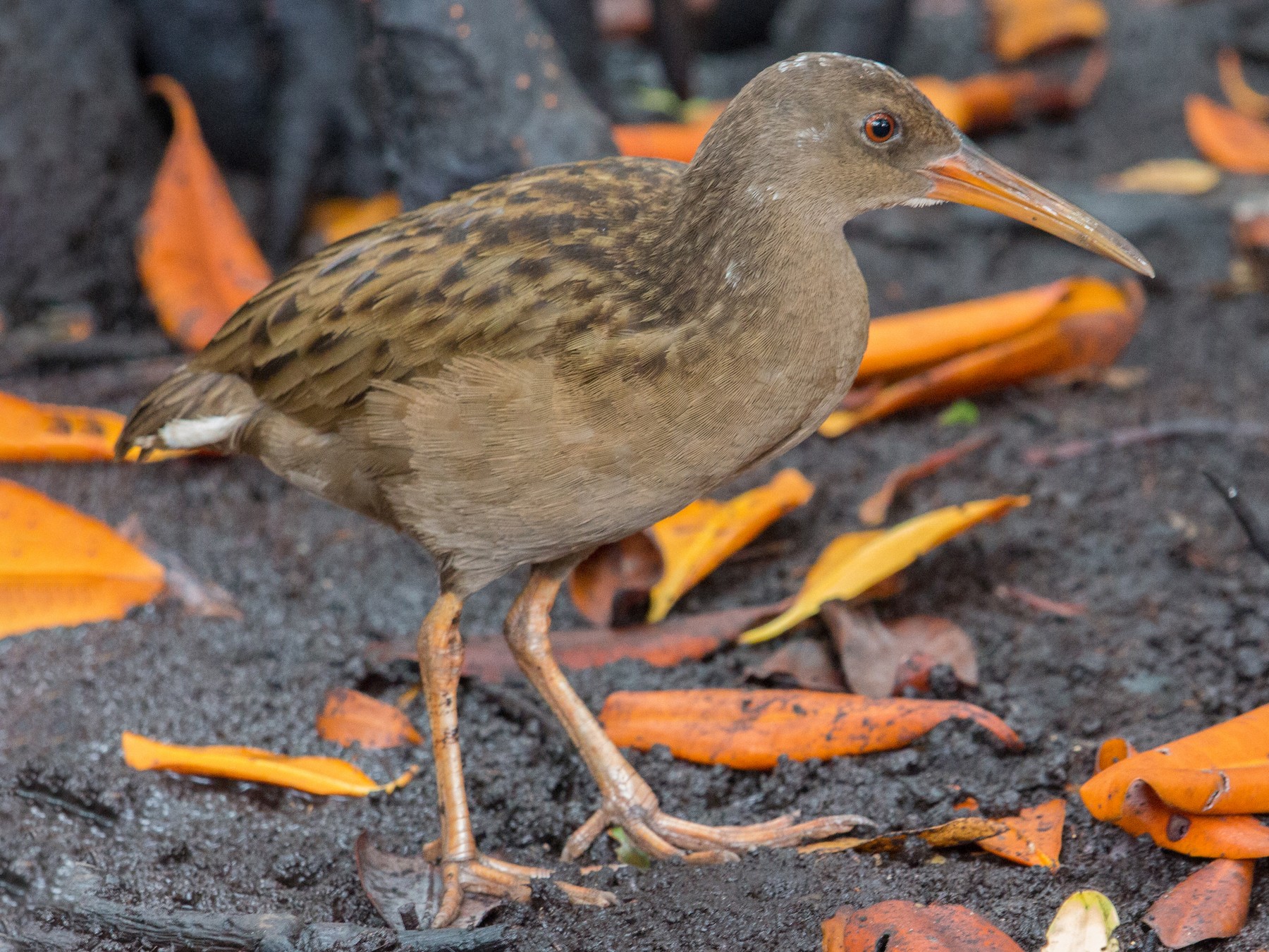 Rascón de Wetmore - eBird