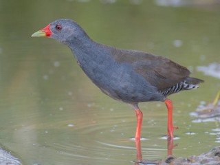 Paint-billed Crake - eBird