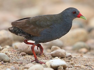 Paint-billed Crake - eBird
