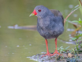 Burrito Pico Rojo - eBird