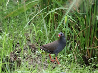 Paint-billed Crake - eBird