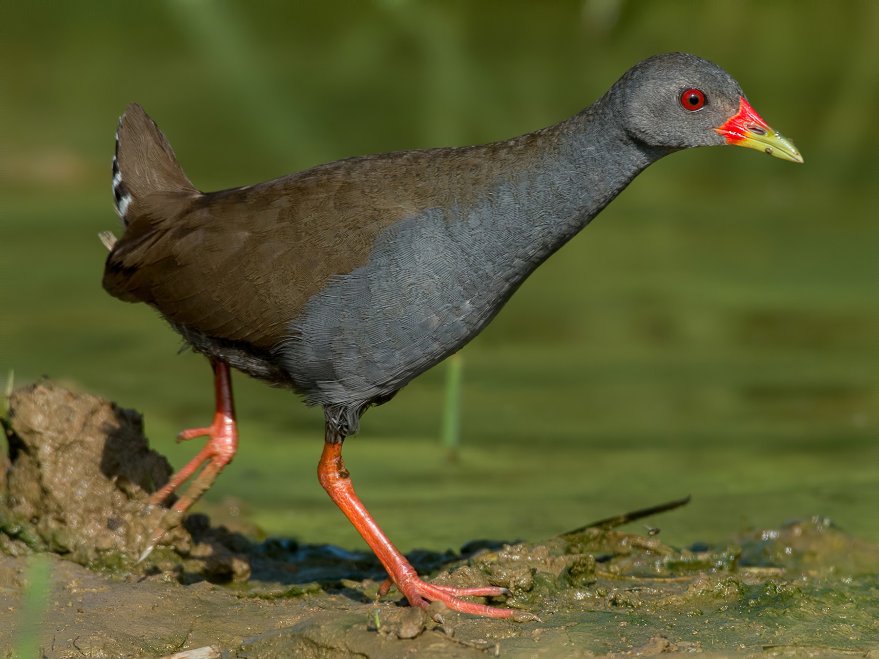 Paint-billed Crake - eBird