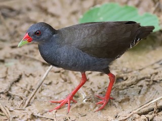 Paint-billed Crake - eBird