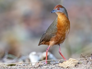 Russet-crowned Crake - eBird