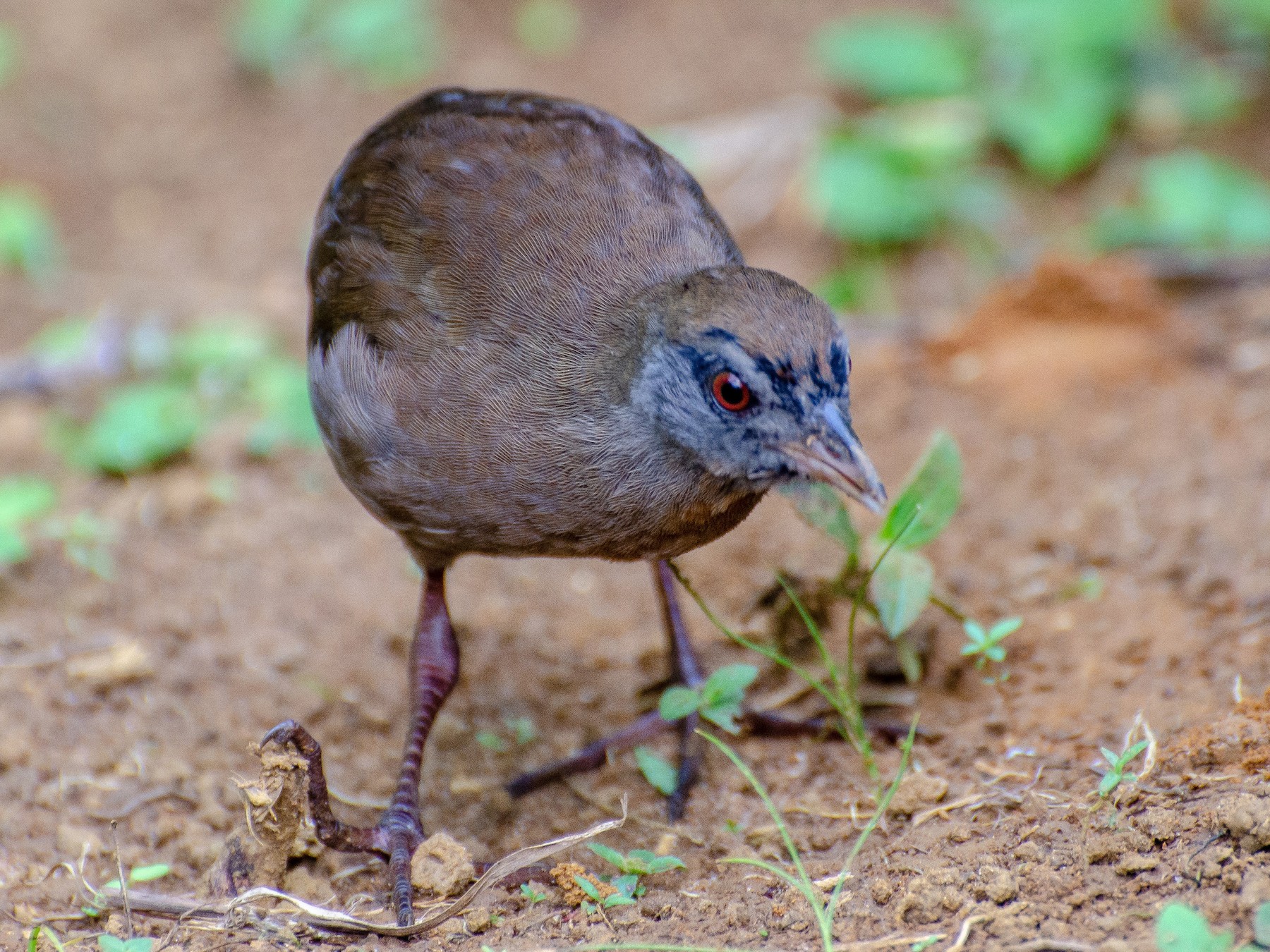 Russet-crowned Crake - eBird