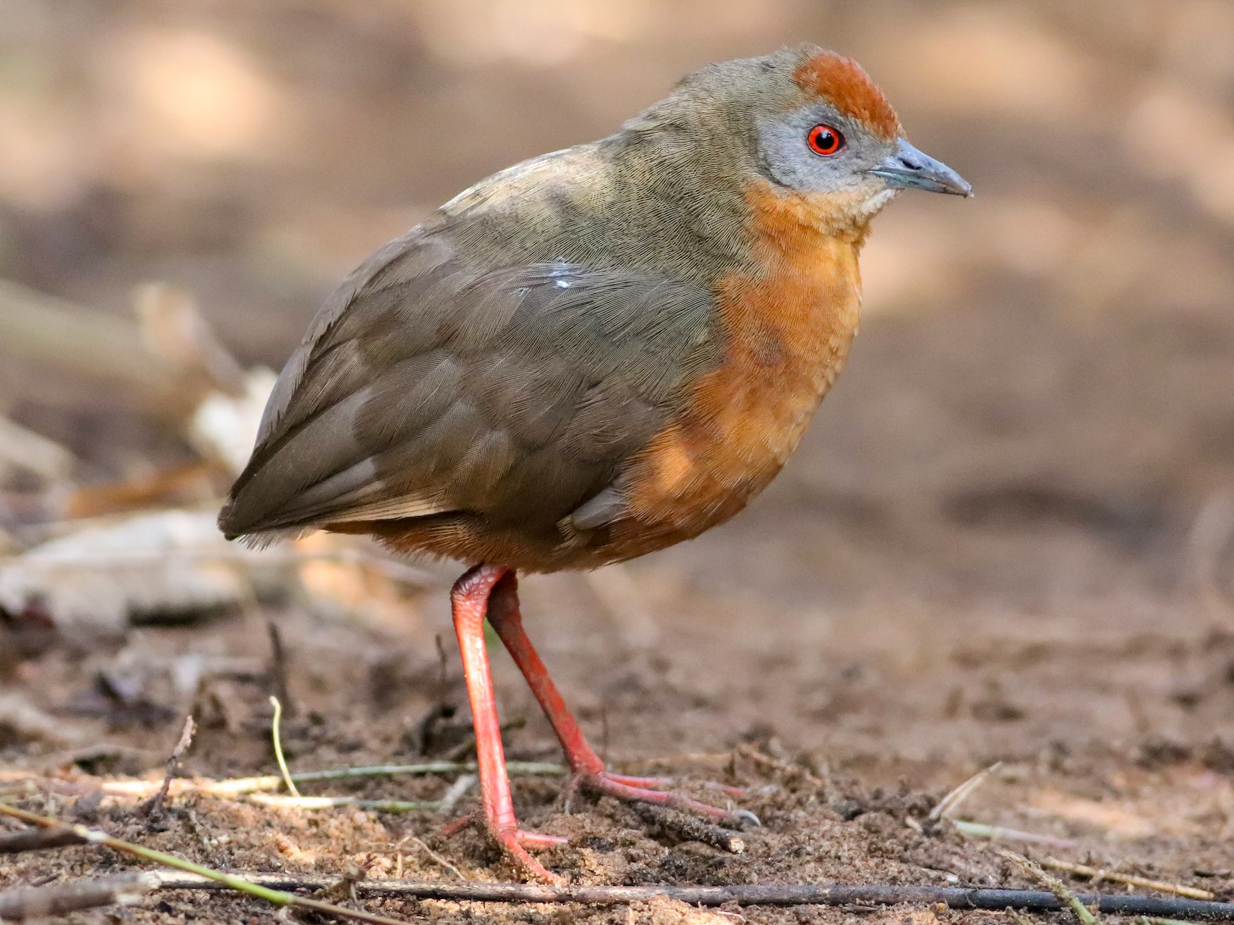 Russet-crowned Crake - eBird