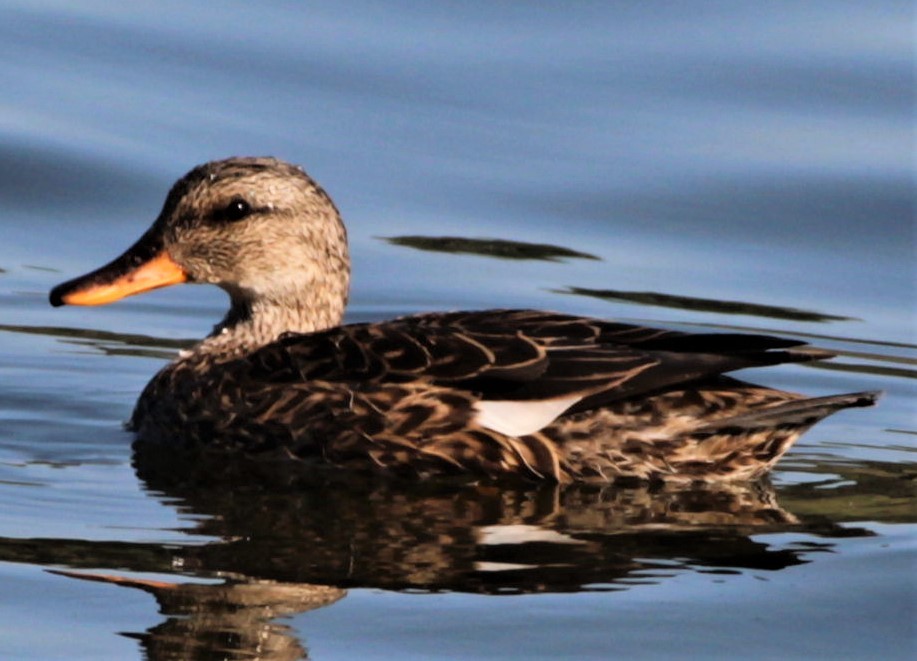 eBird Checklist - 29 Mar 2021 - Frank G. Bonelli RP/Puddingstone ...