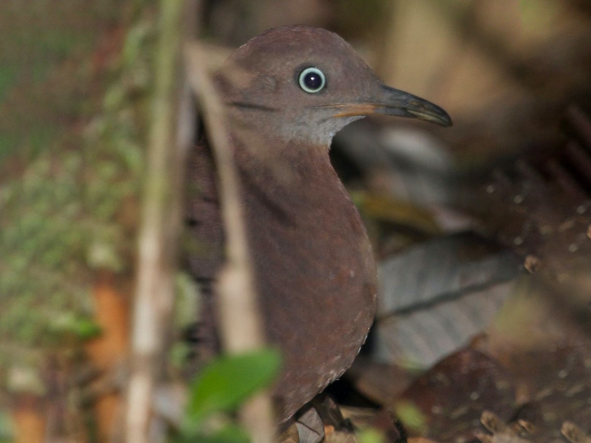 Tepui Tinamou - Crypturellus ptaritepui - Birds of the World